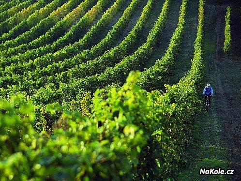 Jižní Morava – Rakousko - Cyklozájezdy a další aktivní dovolená